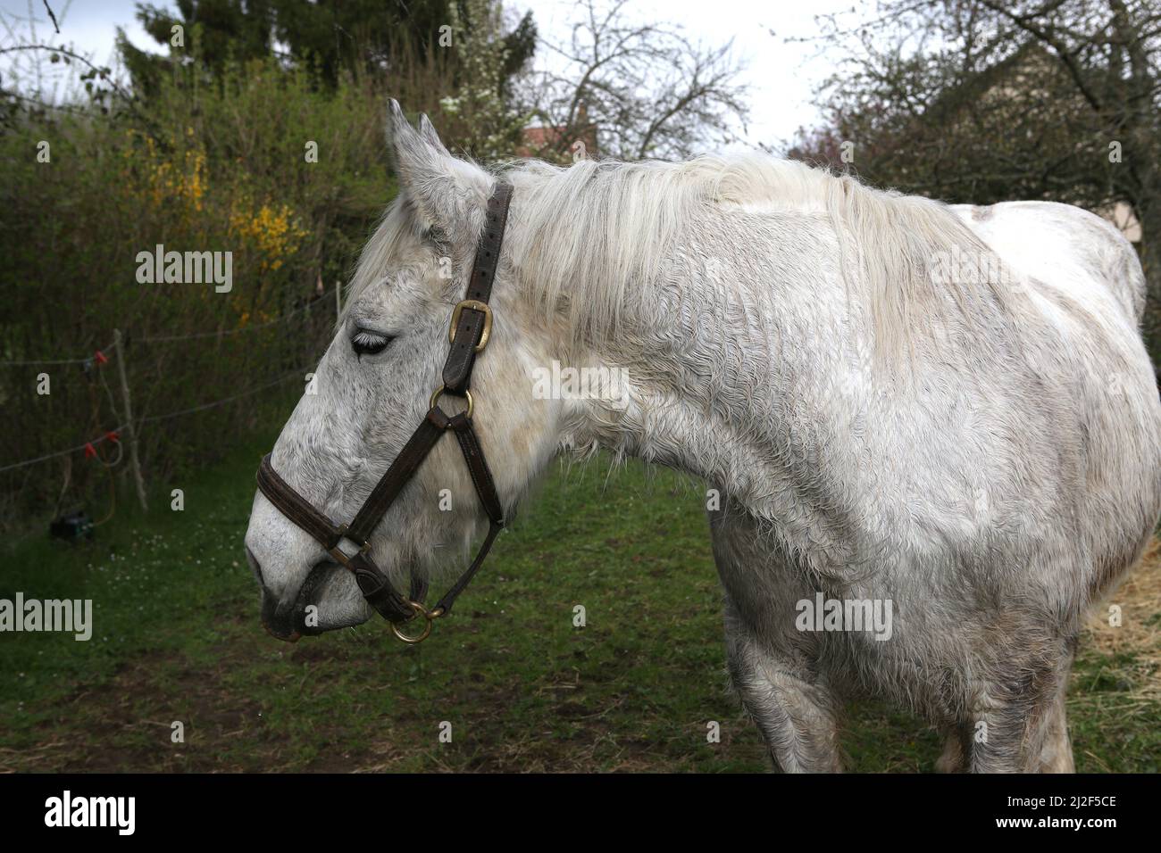 Horse of Percheron race in Belleme village, Perche, Orne, France Stock ...