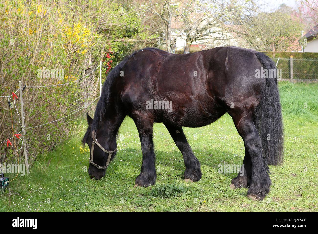 Horse of Percheron race in Belleme village, Perche, Orne, France Stock ...