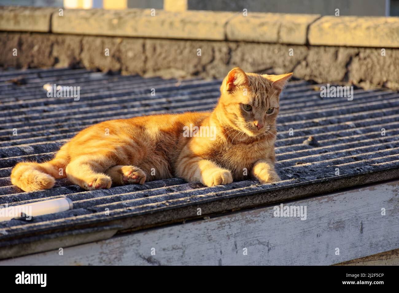 ginger cat in the sun Stock Photo - Alamy