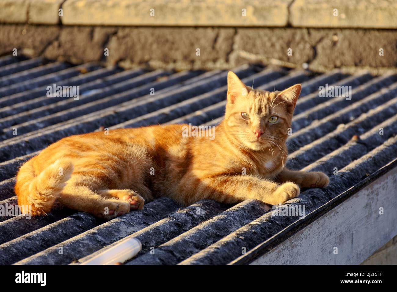 ginger cat in the sun Stock Photo - Alamy