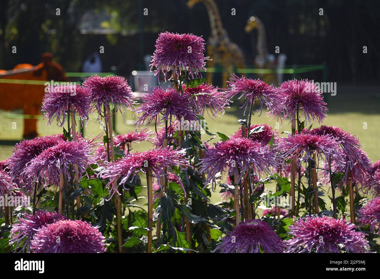Spider mums at the Annual Chrysanthemum Show Dec 2021, Chandigarh Stock ...
