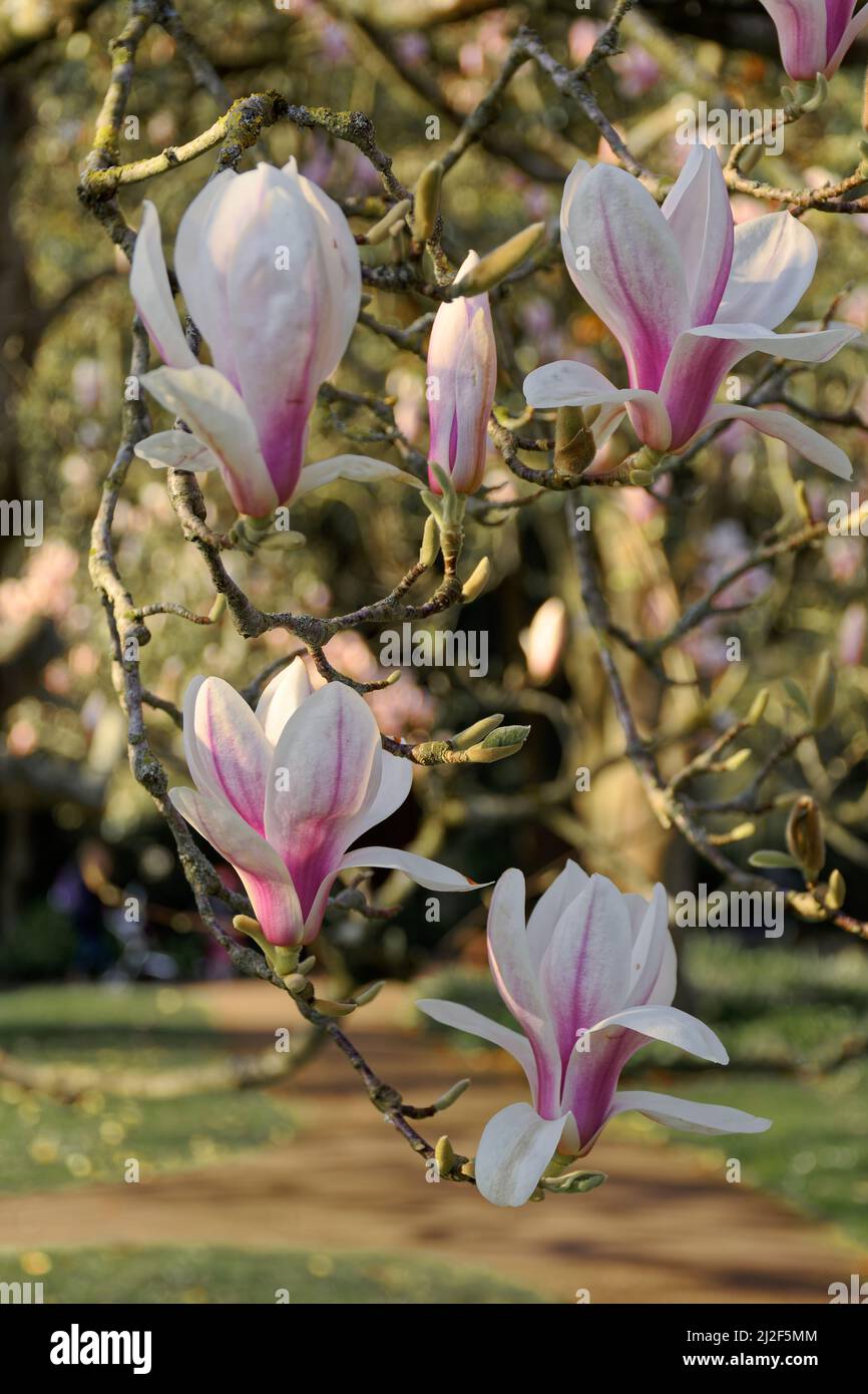 Spring in Bath Stock Photo - Alamy