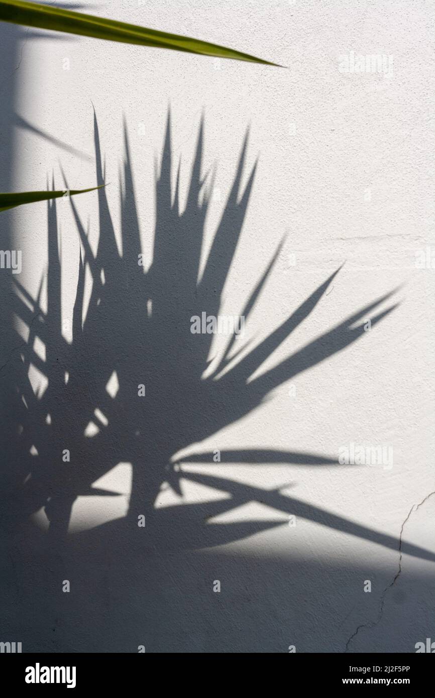 Shadow from palm leaves on wall with crack. Vertical photo Stock Photo ...
