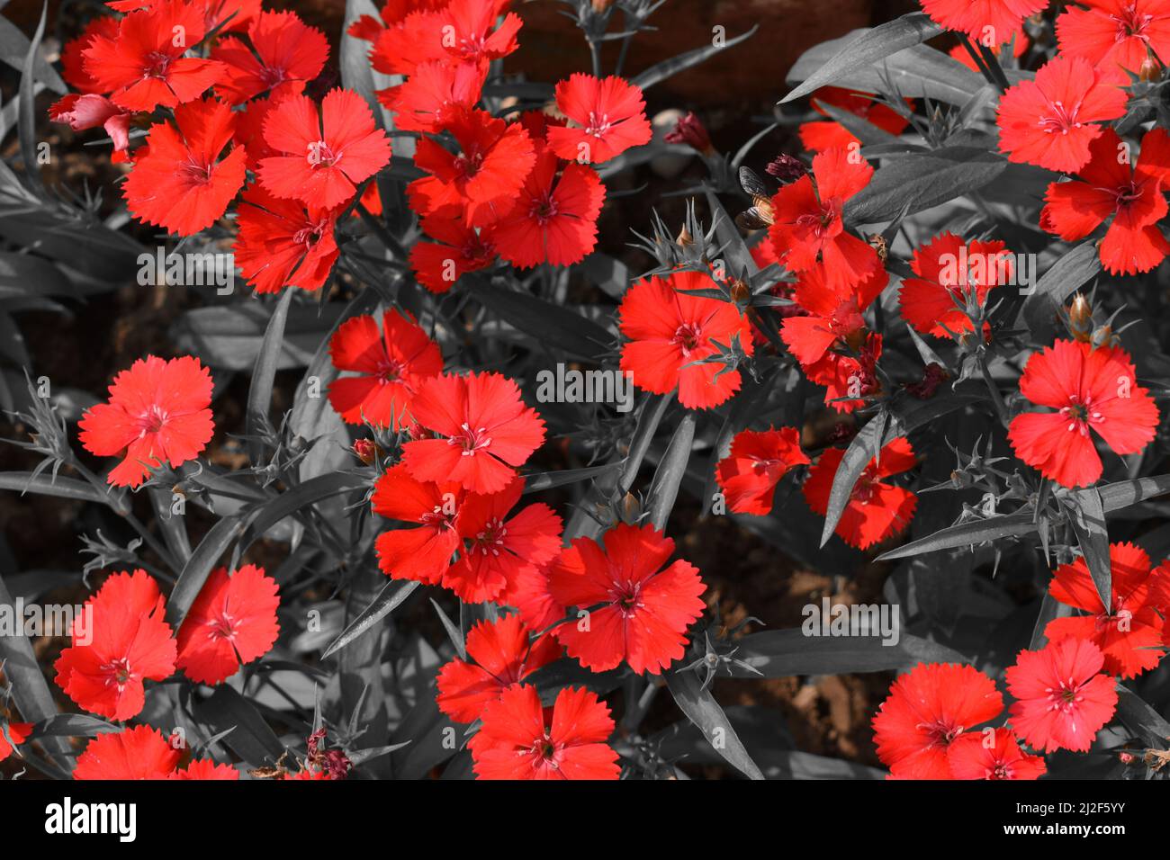 Red Dianthus flowers Stock Photo - Alamy
