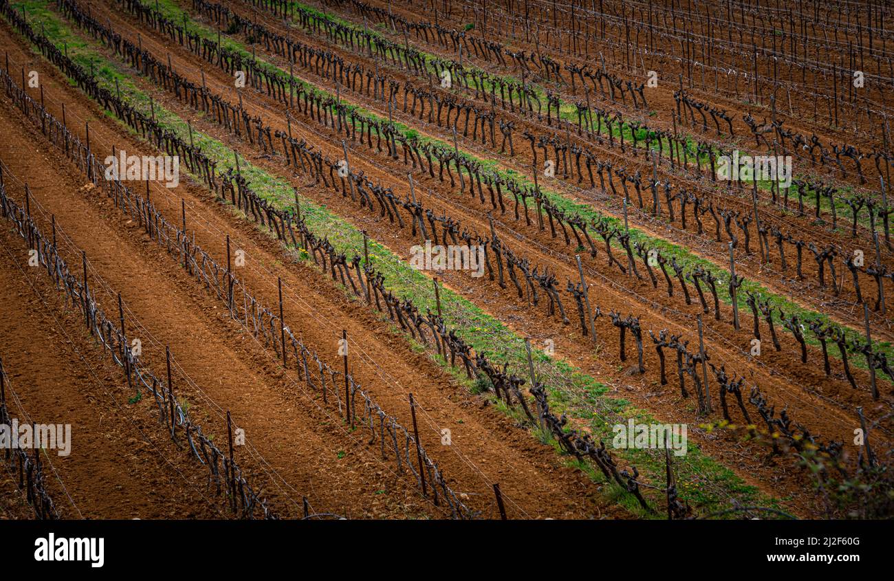 abstract background image of a vineyard at the foot of the luberon ...