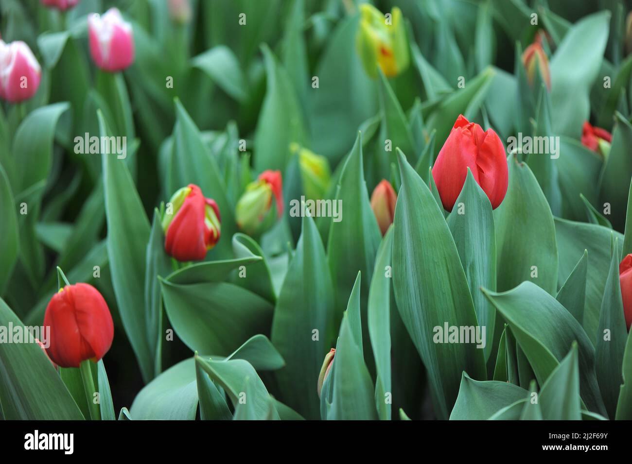 Alcatraz flower hi-res stock photography and images - Alamy