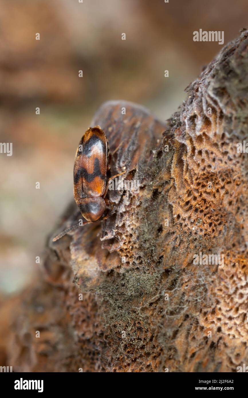 False darkling beetle, Abdera flexuosa on alder bracket, Inonotus ...