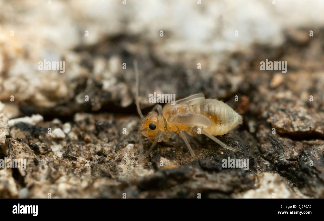 Booklouse on bark, macro photo with high magnification Stock Photo - Alamy