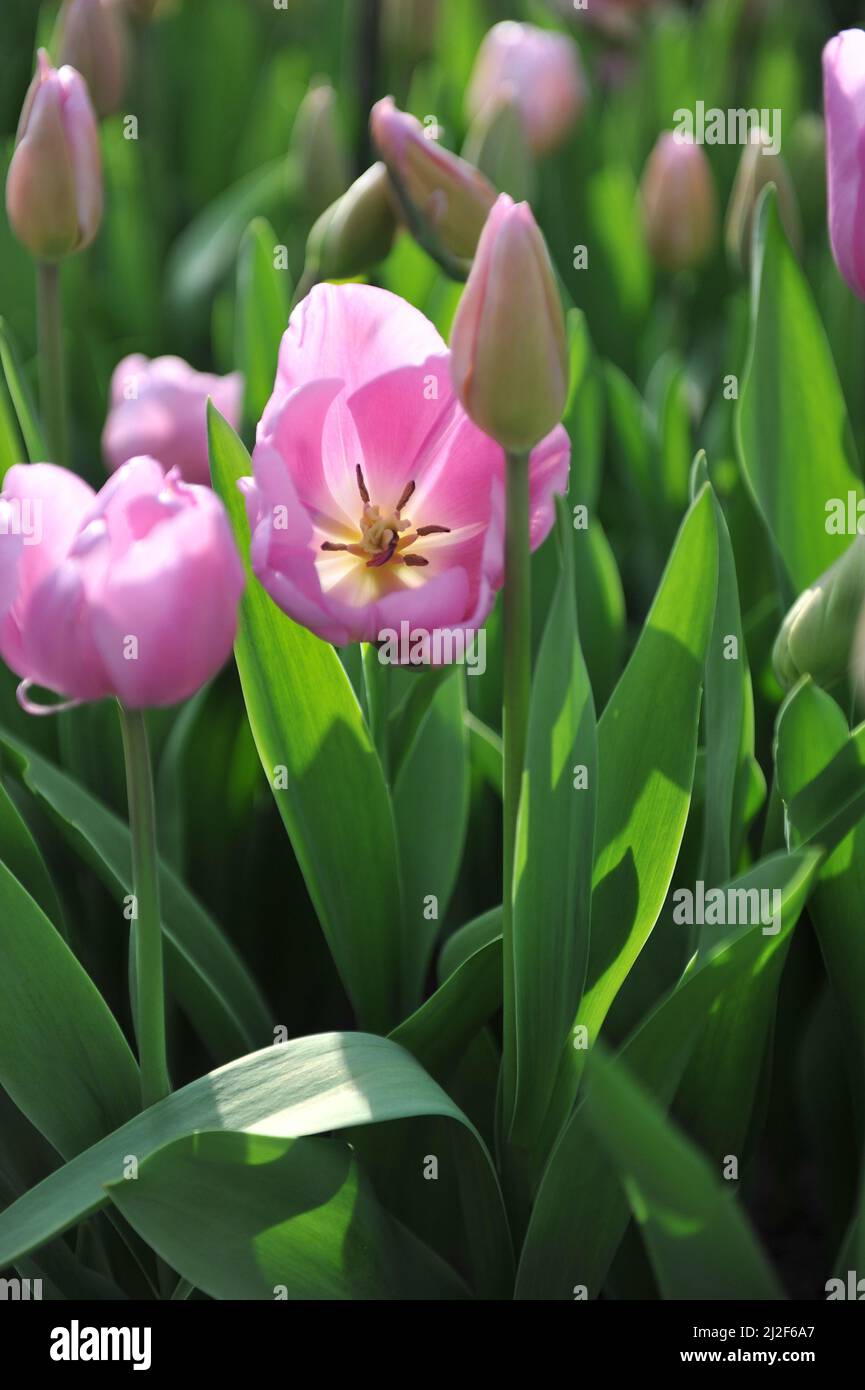 Lilac-pink Triumph tulips (Tulipa) Alibi bloom in a garden in March ...