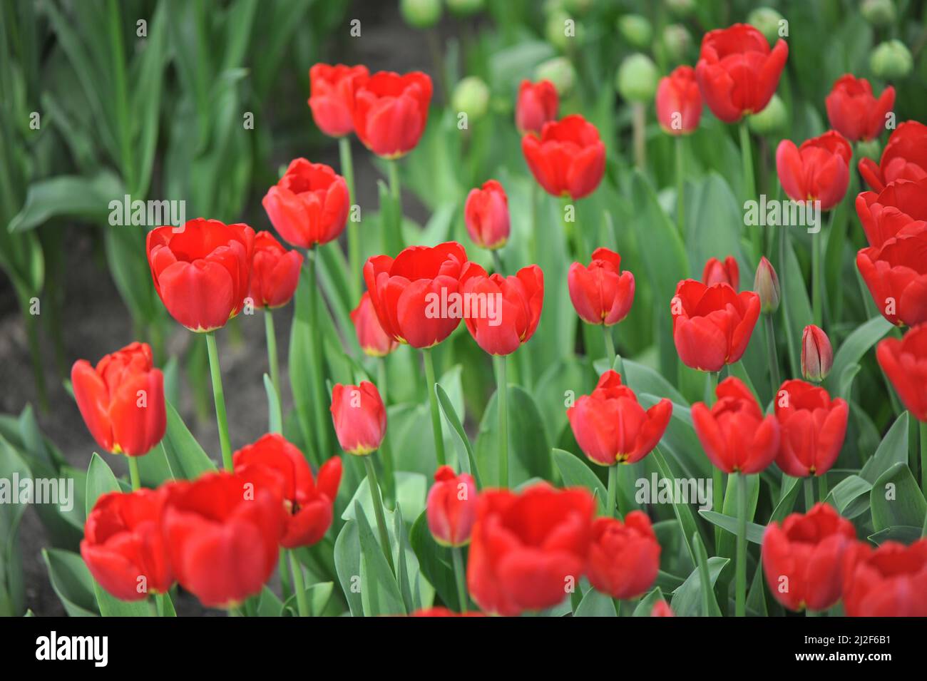 Red Triumph tulips (Tulipa) Antarctica Fire flower in a garden in March ...