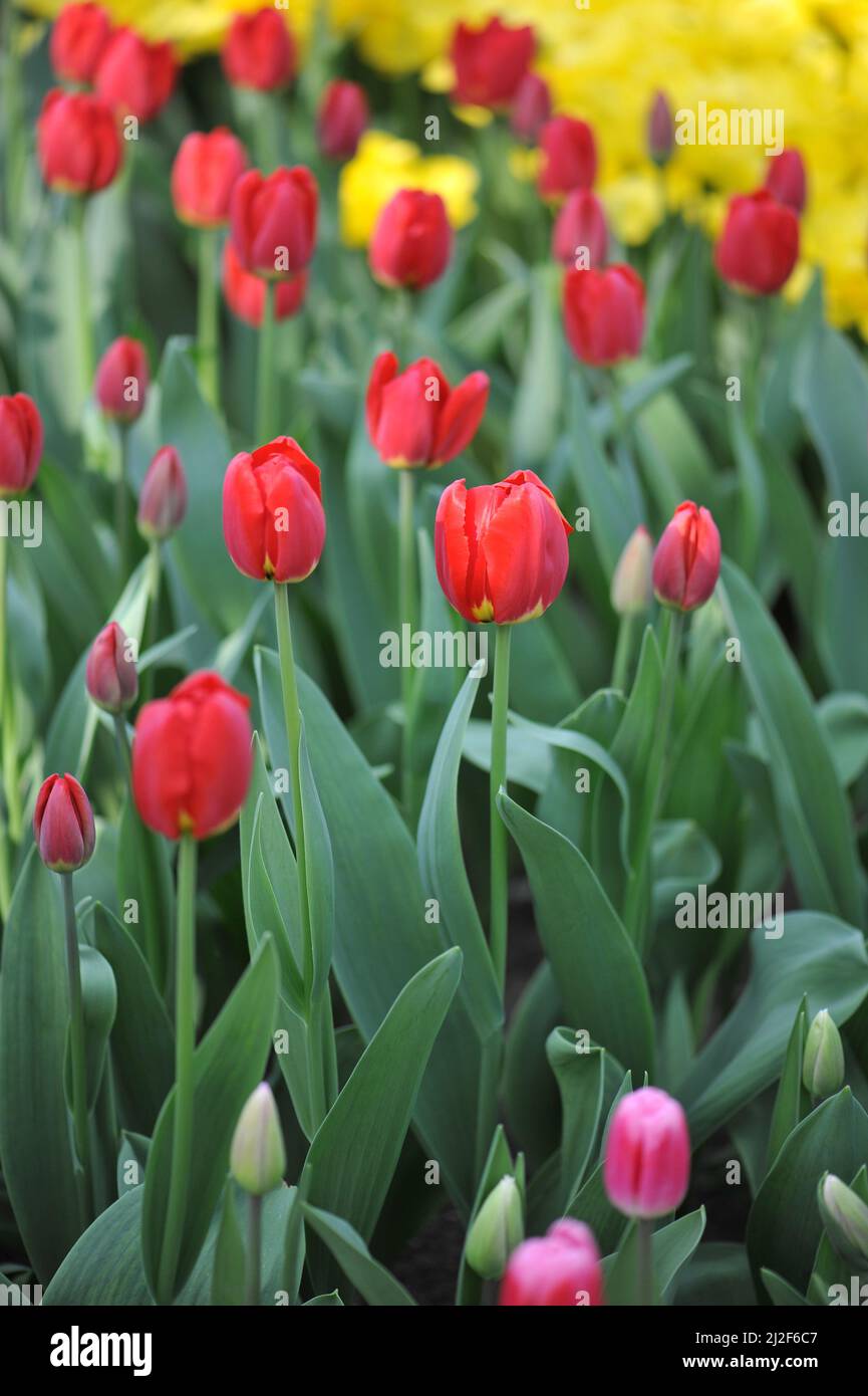 Tulip antarctica hi-res stock photography and images - Alamy