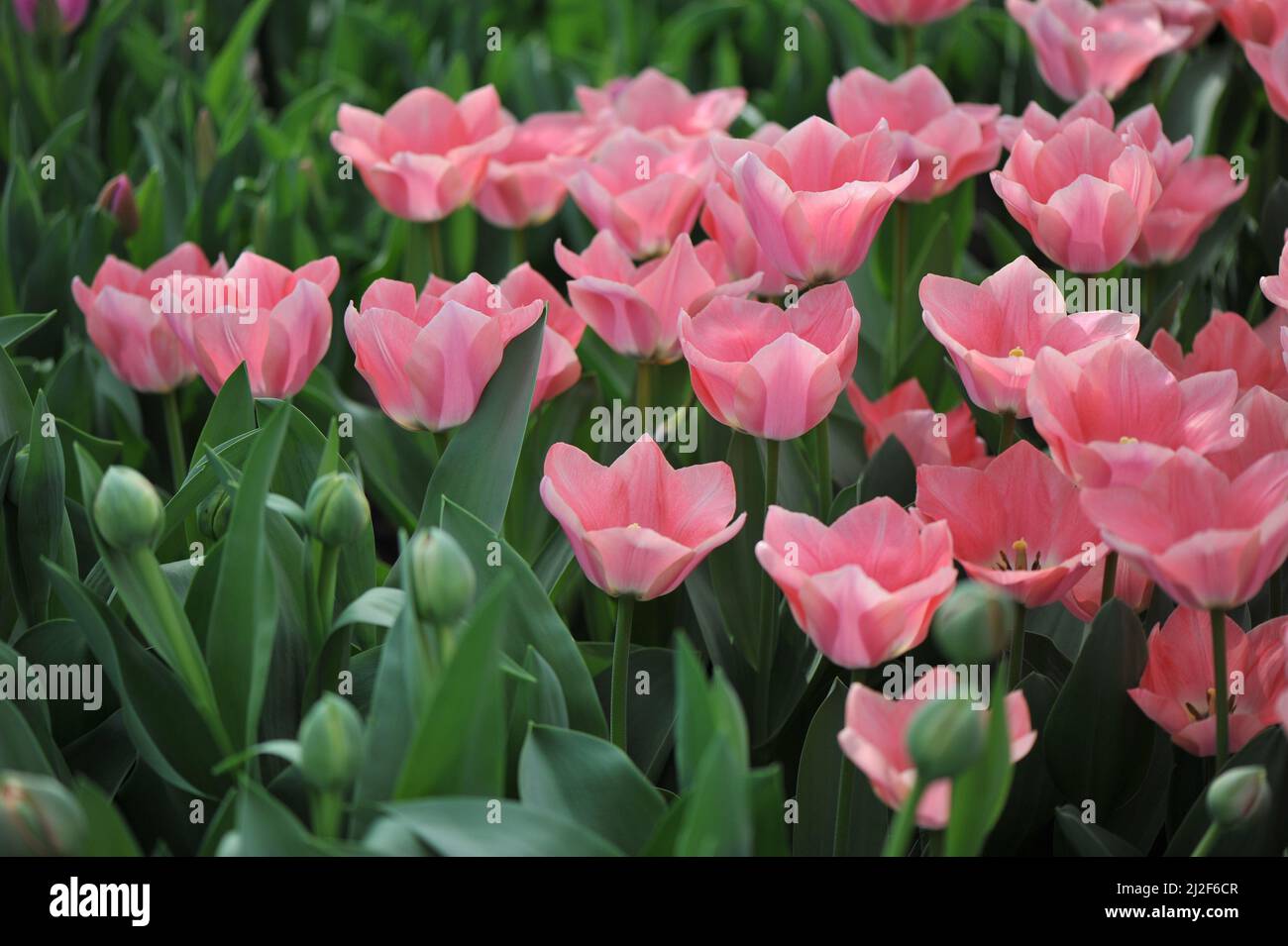 Pink Triumph tulips (Tulipa) Apricona flower in a garden in March Stock ...