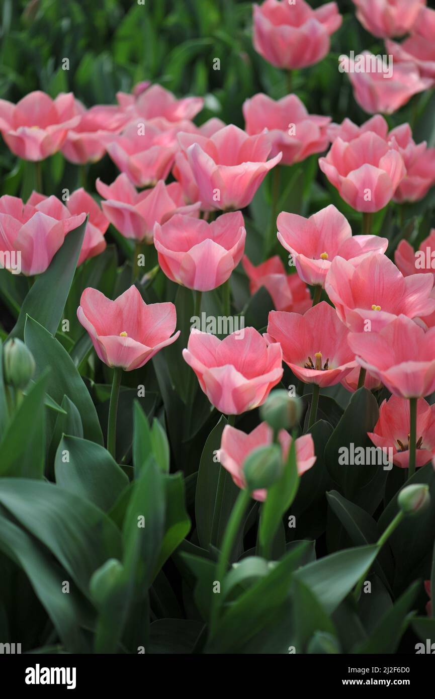 Pink Triumph tulips (Tulipa) Apricona flower in a garden in March Stock ...