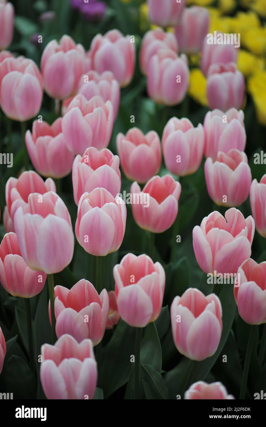 Pink Darwin Hybrid tulips (Tulipa) Apricot Delight flower in a garden ...
