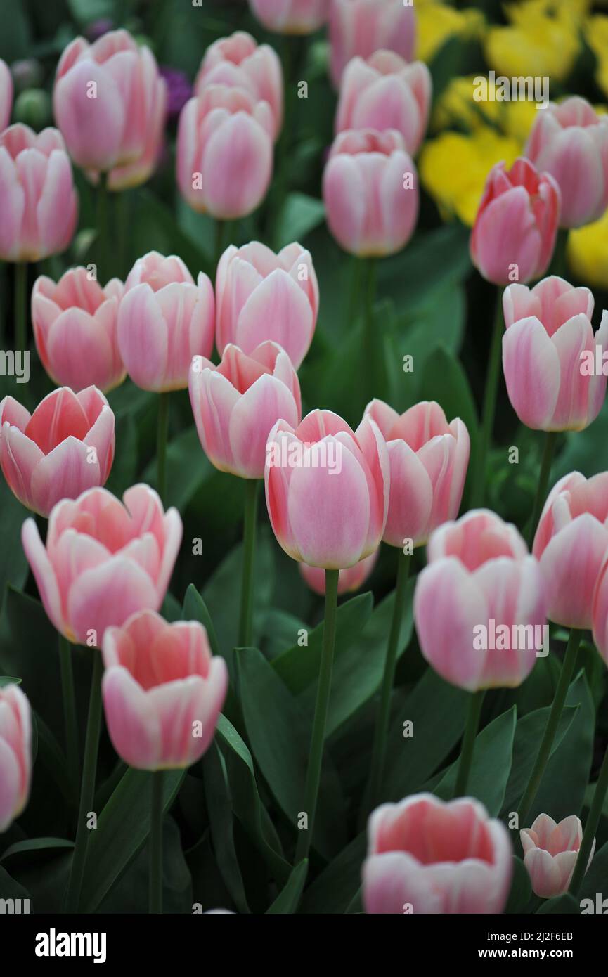 Pink Darwin Hybrid tulips (Tulipa) Apricot Delight flower in a garden ...