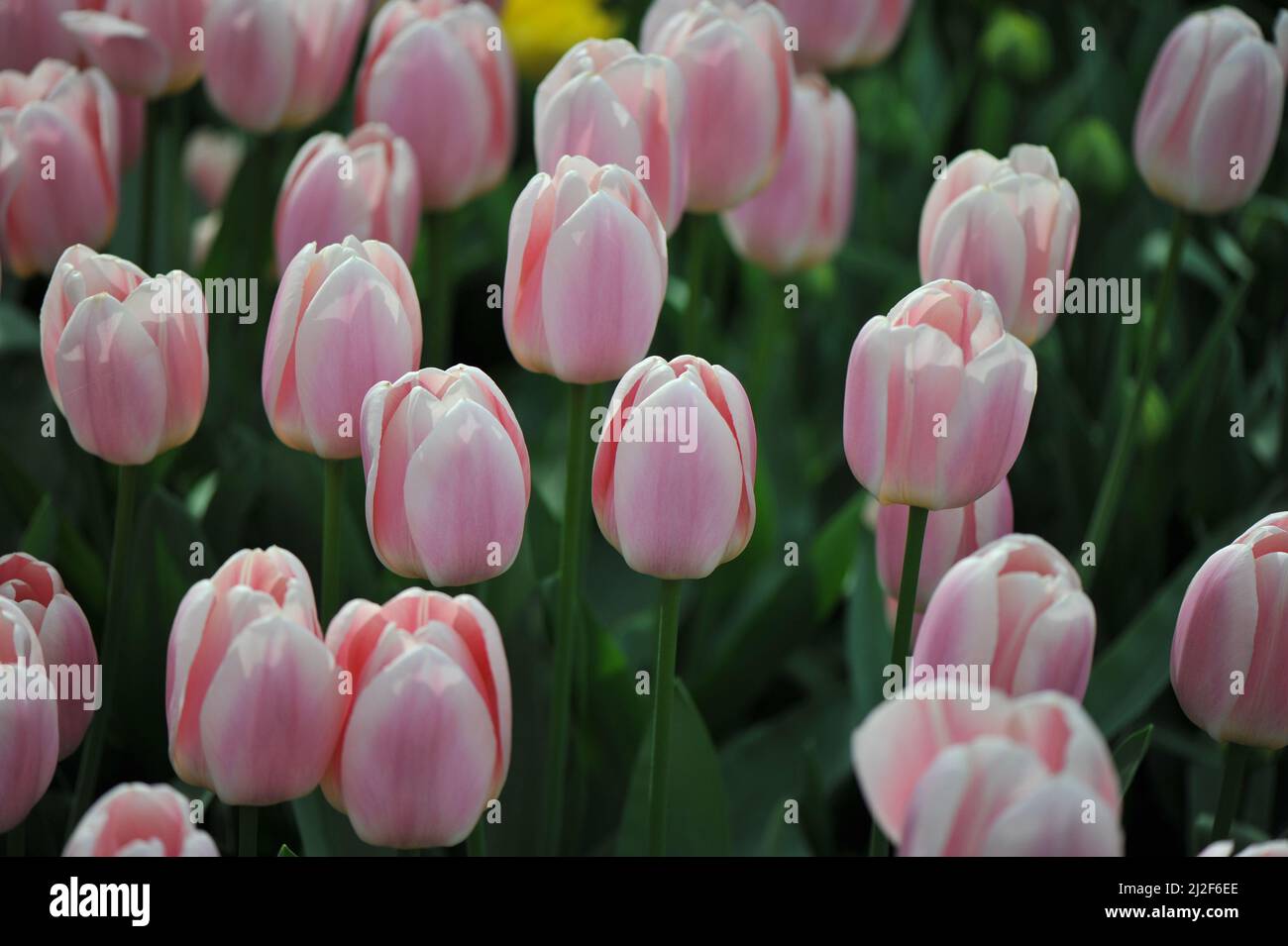 Pink Darwin Hybrid tulips (Tulipa) Apricot Delight flower in a garden ...