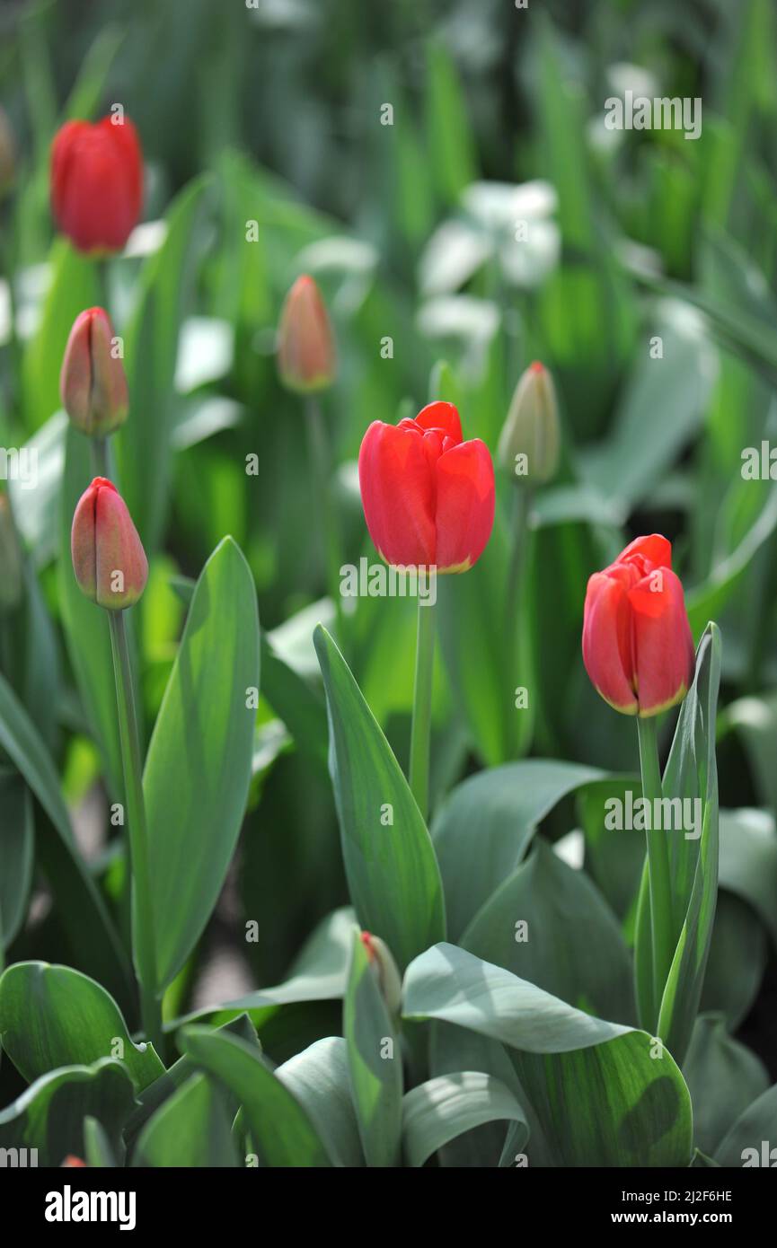 Tulip fire hi-res stock photography and images - Alamy