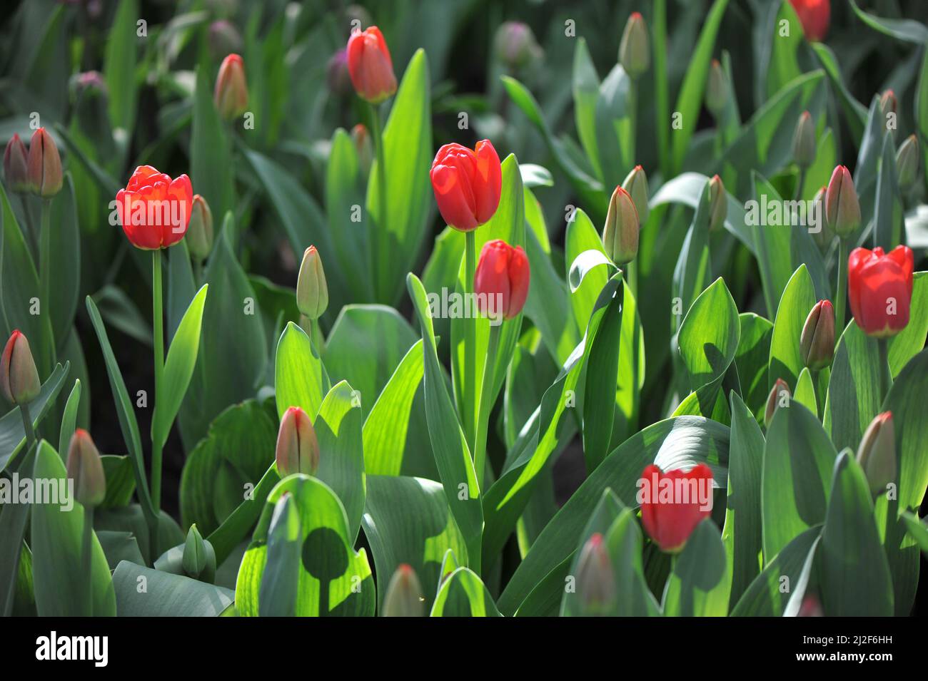 Tulip fire hi-res stock photography and images - Alamy