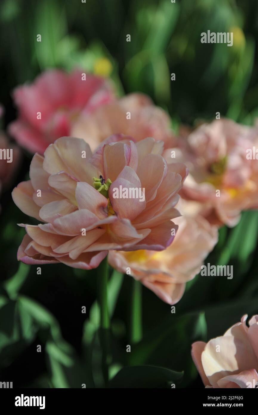 Apricot-pink peony-flowered Double Early tulips (Tulipa) Beachberry ...