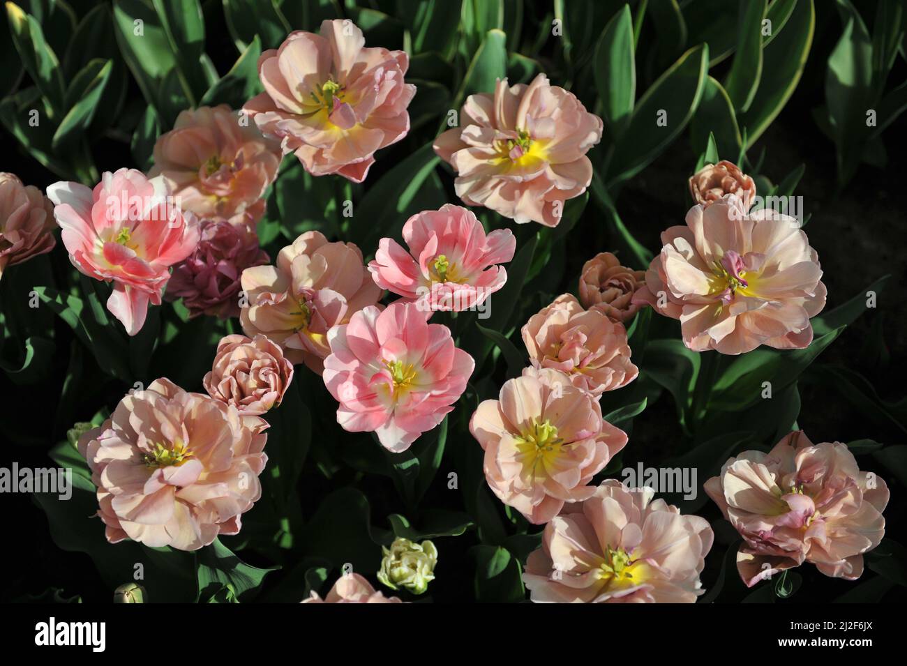 Apricot-pink peony-flowered Double Early tulips (Tulipa) Beachberry ...