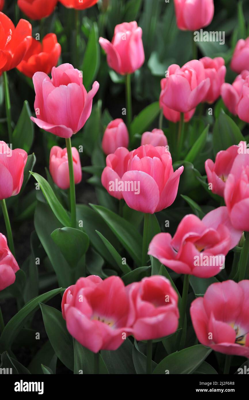 Pink Darwin Hybrid tulips (Tulipa) Big Love bloom in a garden in March ...
