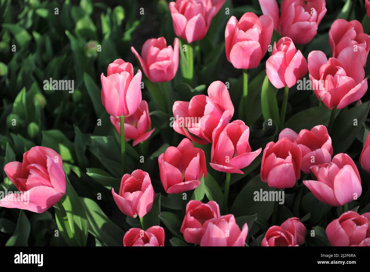 Pink Darwin Hybrid tulips (Tulipa) Big Love bloom in a garden in March ...
