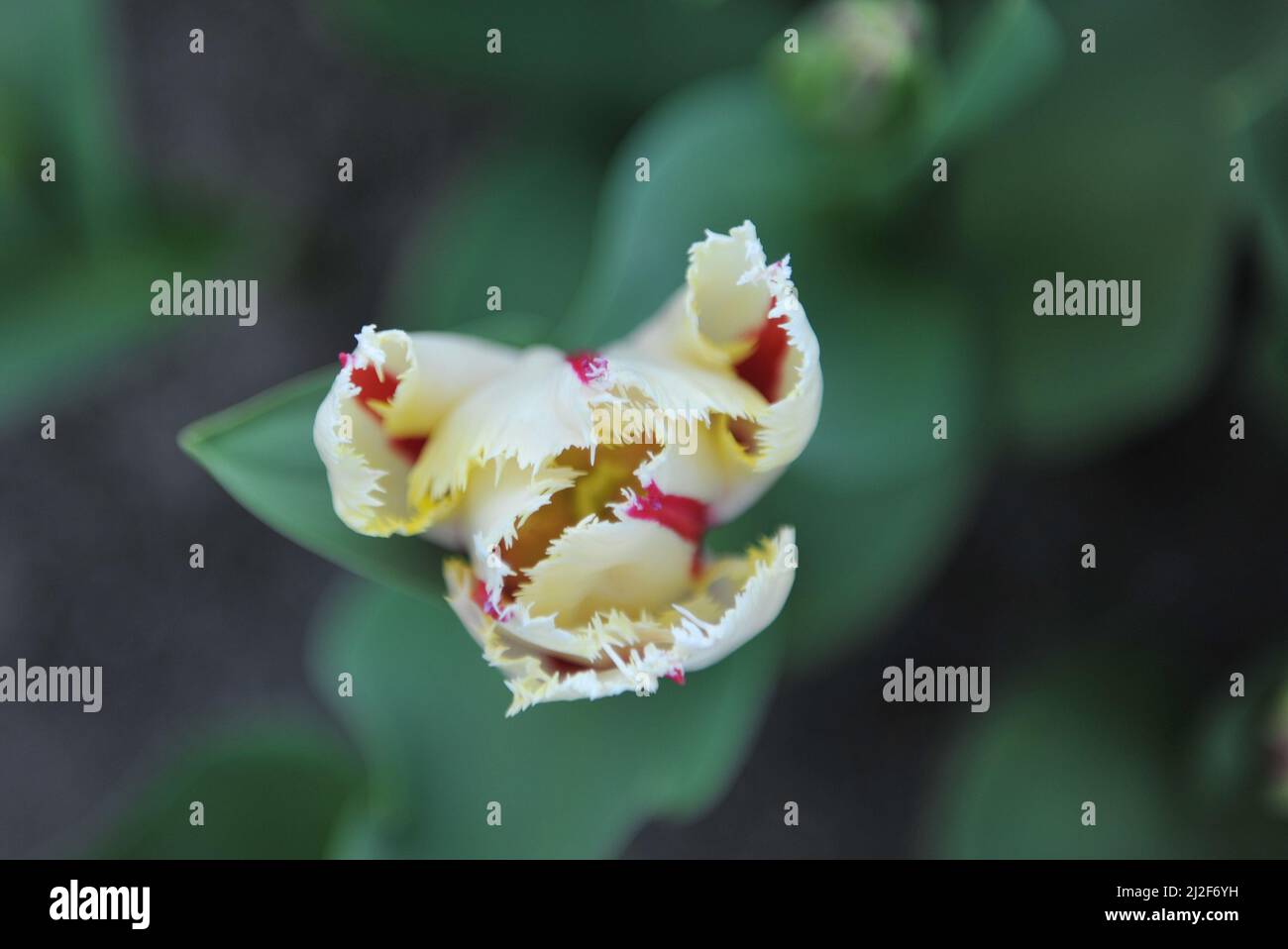 Tulip fire hi-res stock photography and images - Alamy