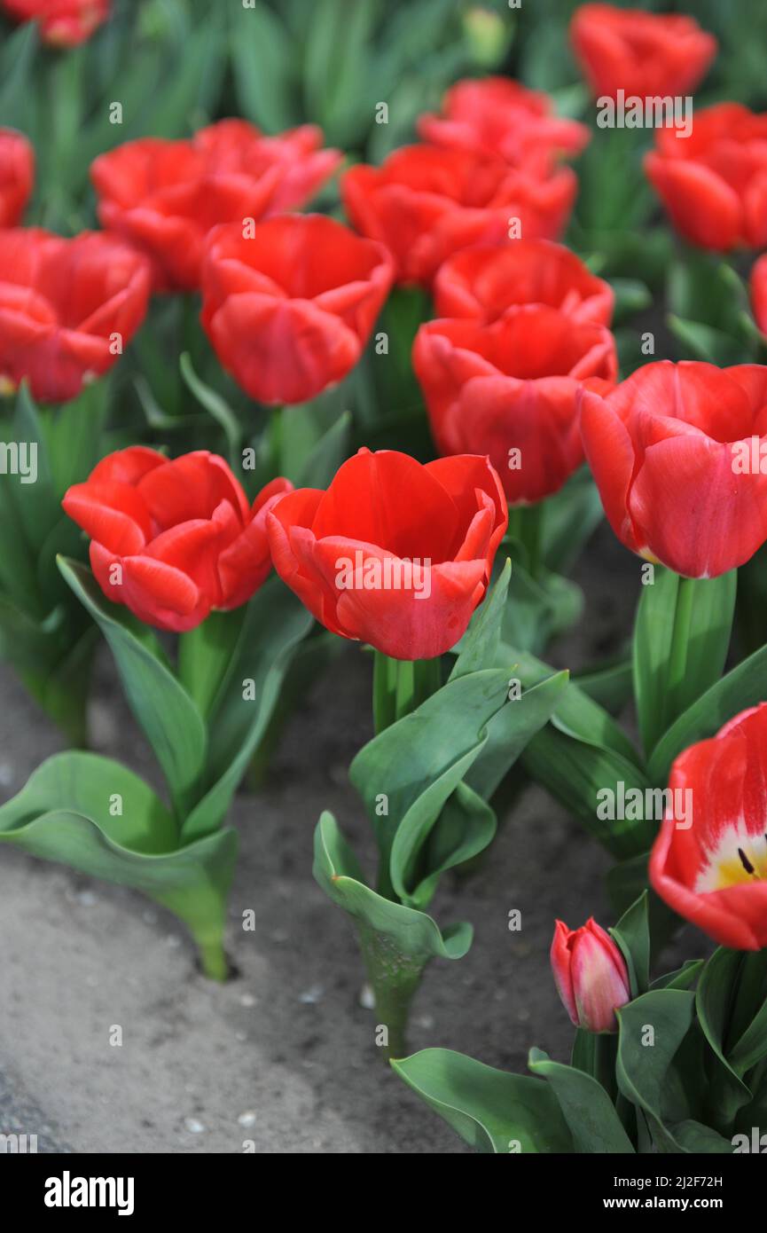 Red Triumph tulips (Tulipa) Calgary Red bloom in a garden in March ...
