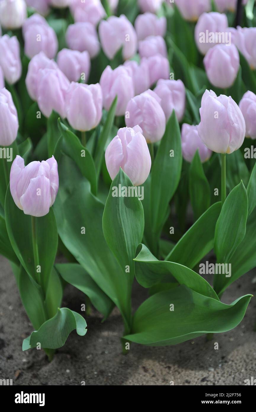 Soft lilac-slivery Single Early tulips (Tulipa) Candy Prince bloom in a ...