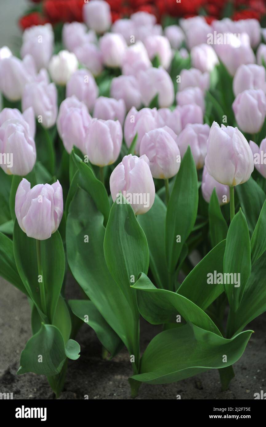 Soft lilac-slivery Single Early tulips (Tulipa) Candy Prince bloom in a ...