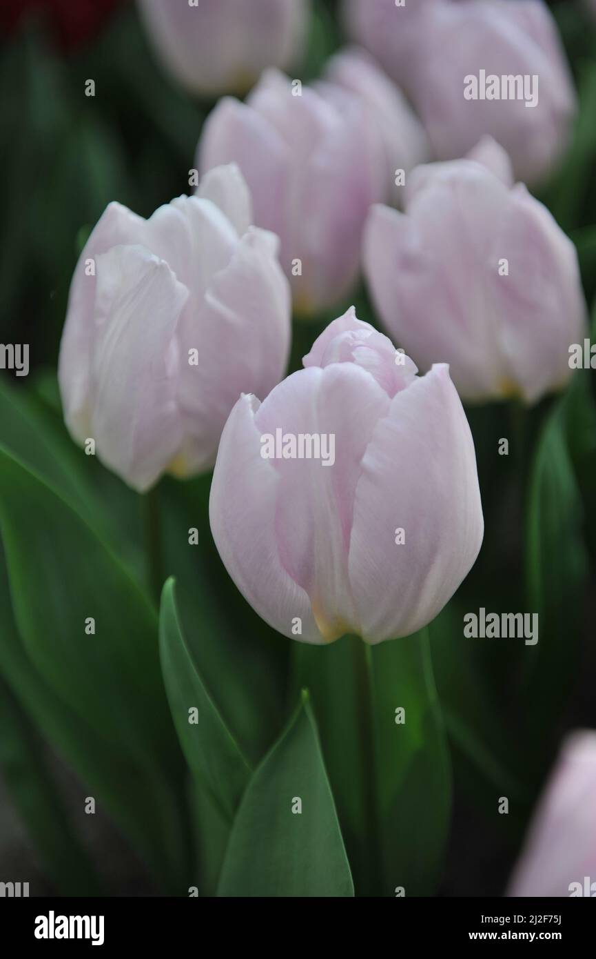 Soft lilac-slivery Single Early tulips (Tulipa) Candy Prince bloom in a ...
