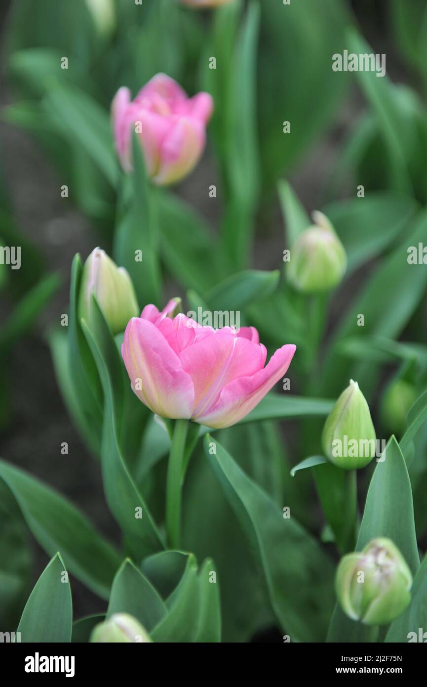 Pink peony-flowered Double Late tulips (Tulipa) Candy Time bloom in a ...