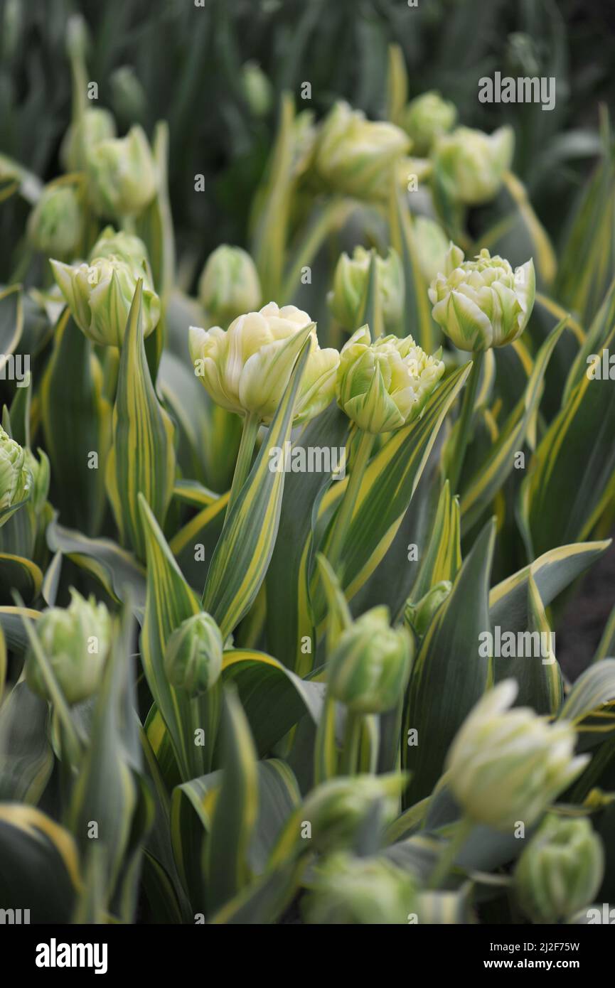 Creamy white peony-flowered Double Early tulips (Tulipa) Verona Design ...