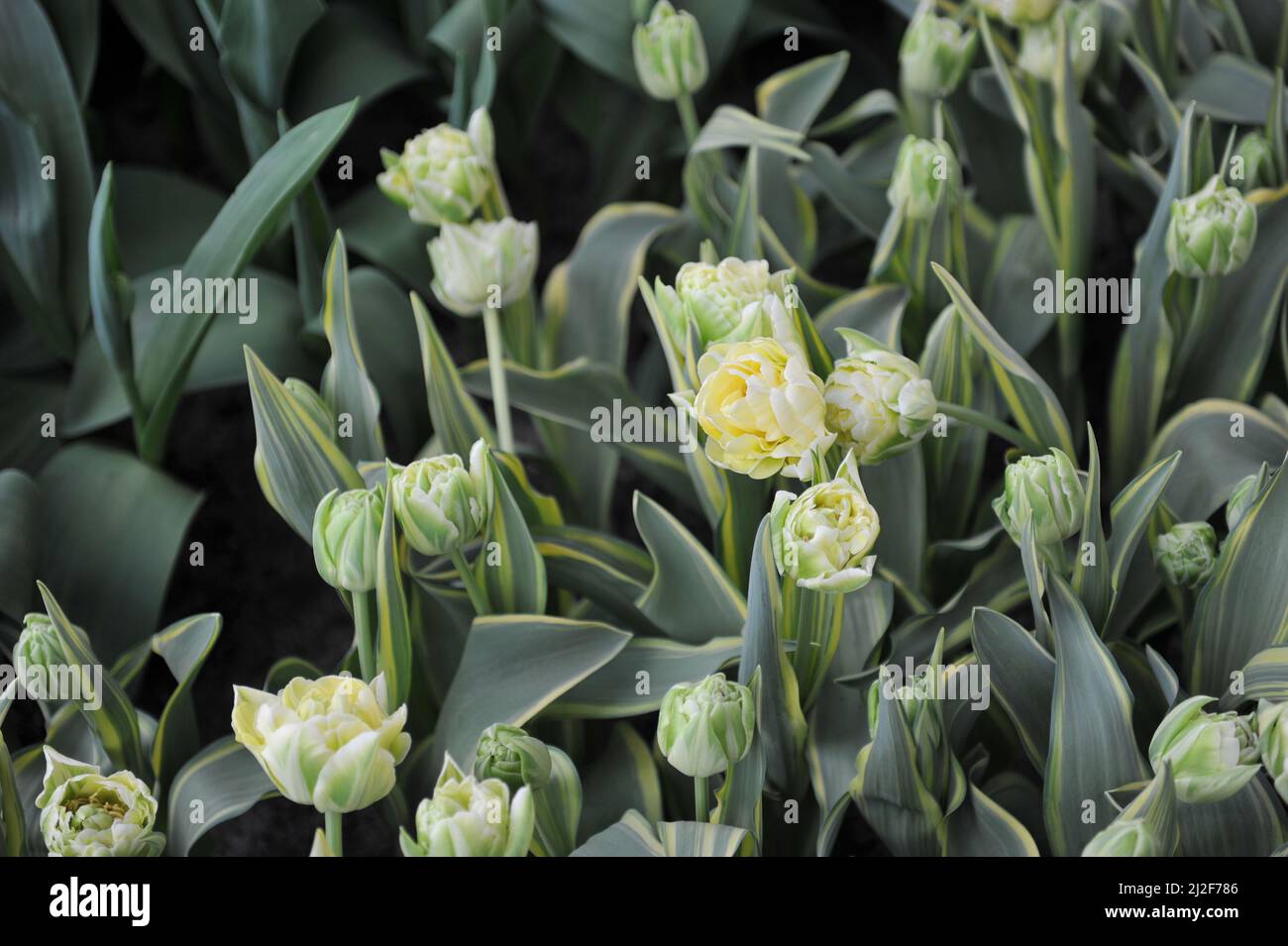 Creamy white peony-flowered Double Early tulips (Tulipa) Verona Design ...
