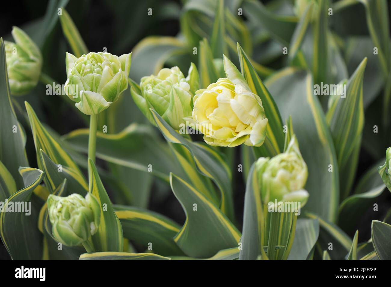 Creamy white peony-flowered Double Early tulips (Tulipa) Verona Design ...