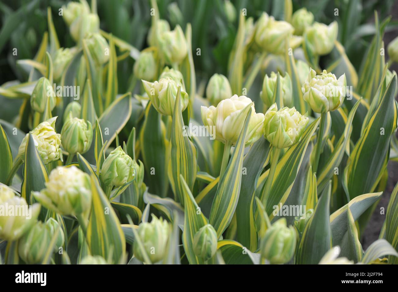 Creamy white peony-flowered Double Early tulips (Tulipa) Verona Design ...