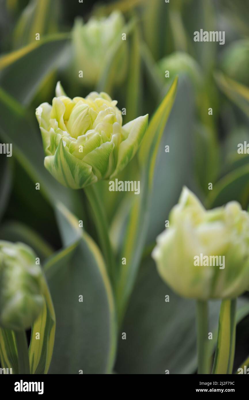 Creamy white peony-flowered Double Early tulips (Tulipa) Verona Design ...