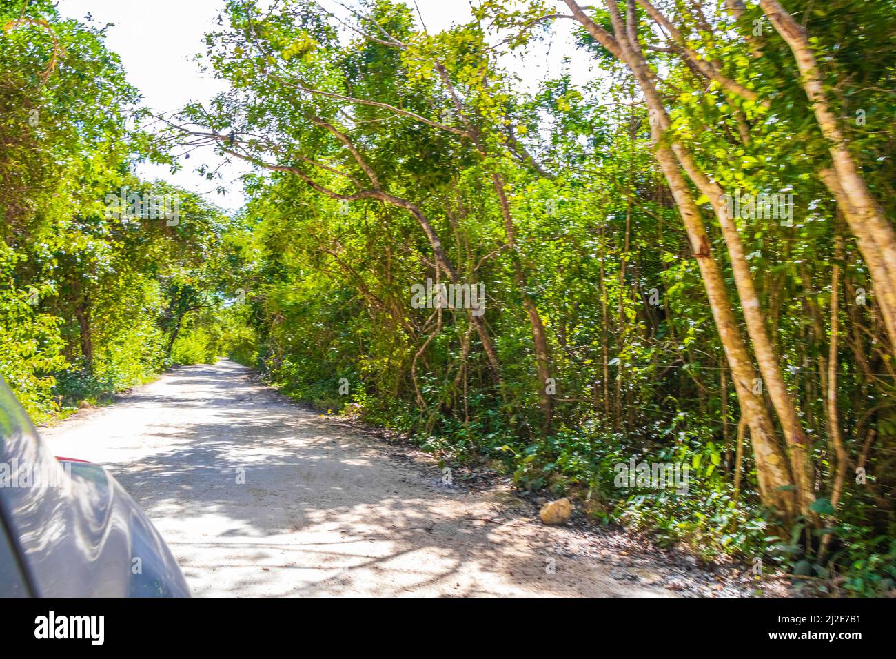 Driving on the gravel path road in the jungle and tropical nature of ...