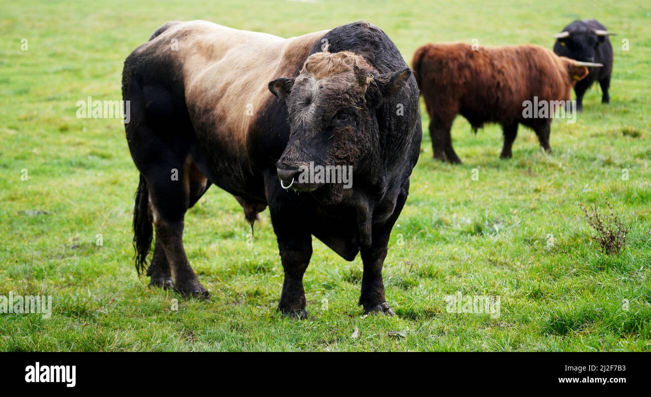 The close-up shot of a European bison with a ring in its nose Stock ...
