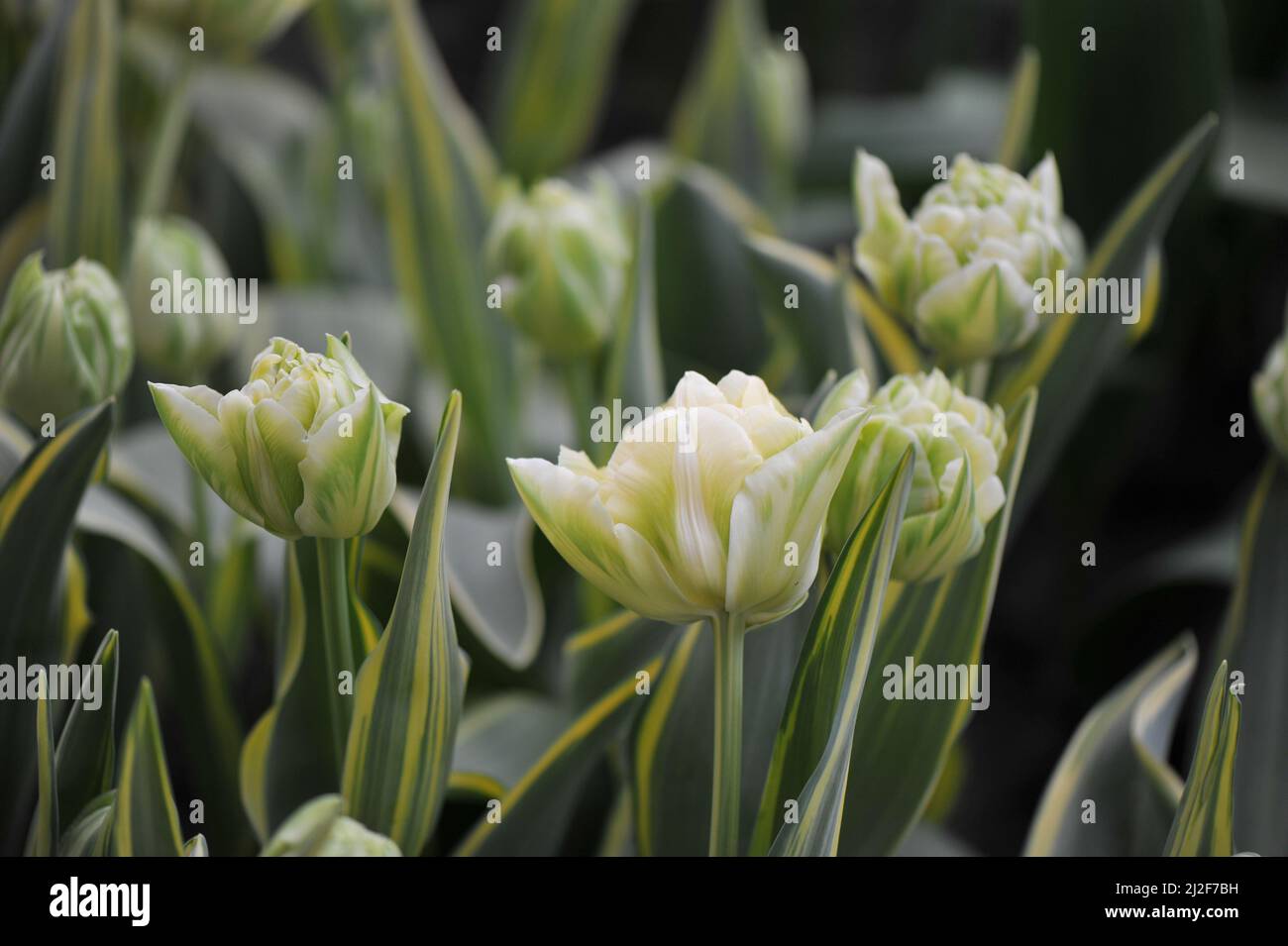 Creamy white peony-flowered Double Early tulips (Tulipa) Verona Design ...