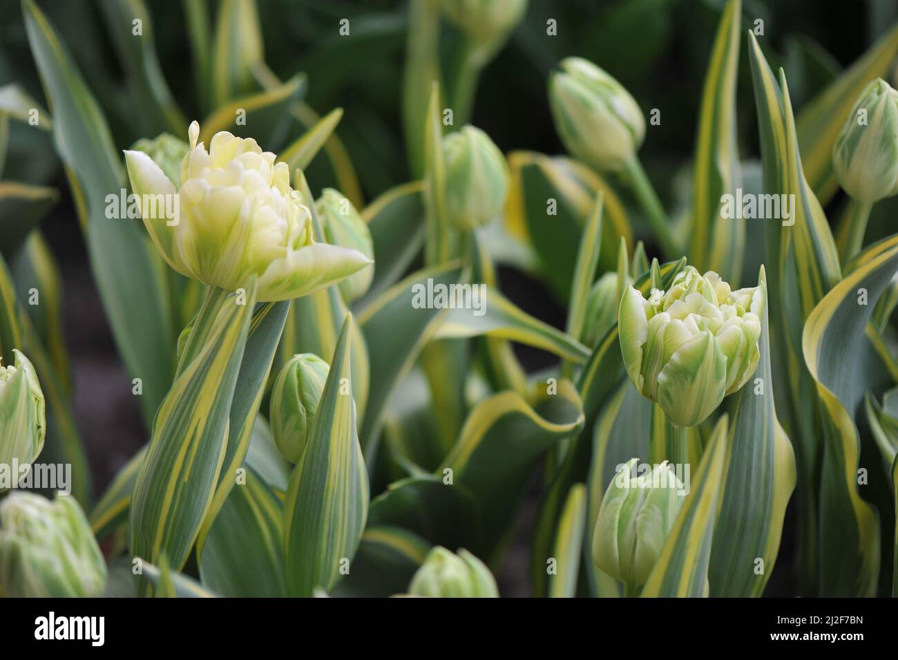 Creamy white peony-flowered Double Early tulips (Tulipa) Verona Design ...