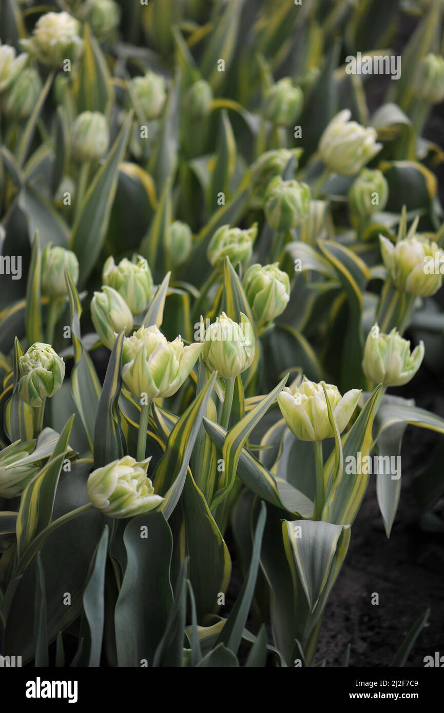 Creamy white peony-flowered Double Early tulips (Tulipa) Verona Design ...