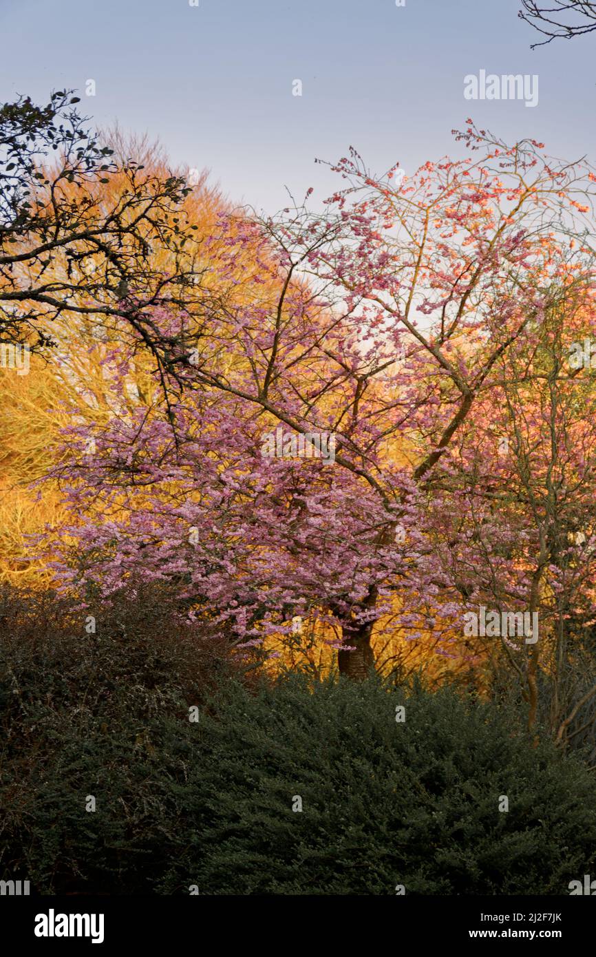 Spring in botanical gardens bath Stock Photo - Alamy