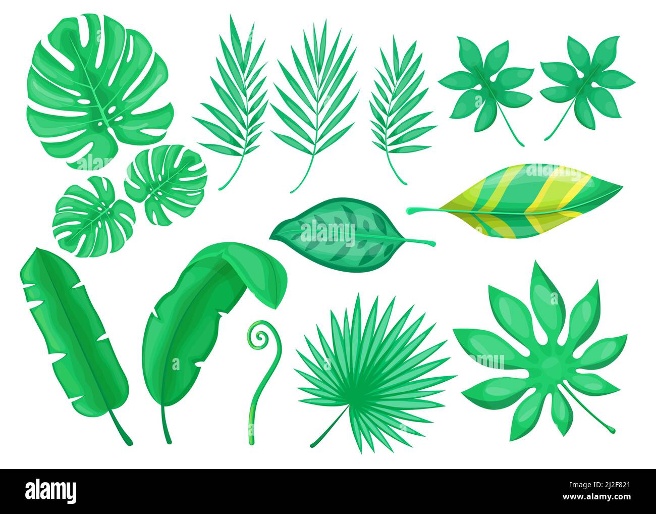 Green exotic foliage flat item set. Cartoon monstera and palm jungle ...