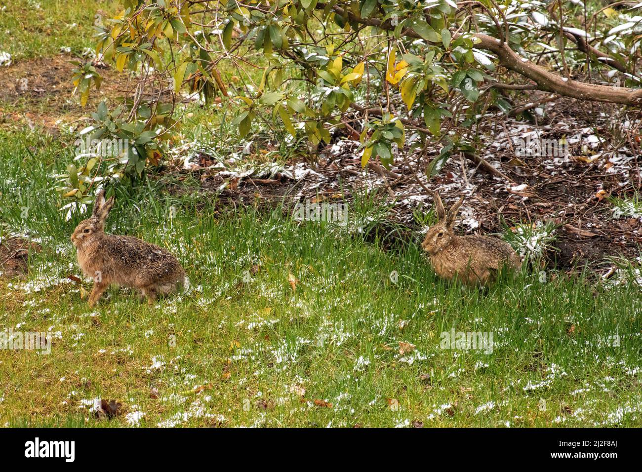 Rabbits on a meadow Spring Germany Stock Photo - Alamy