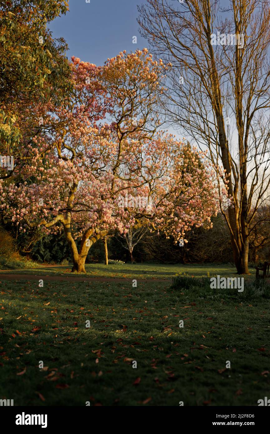 Spring in botanical gardens bath Stock Photo - Alamy