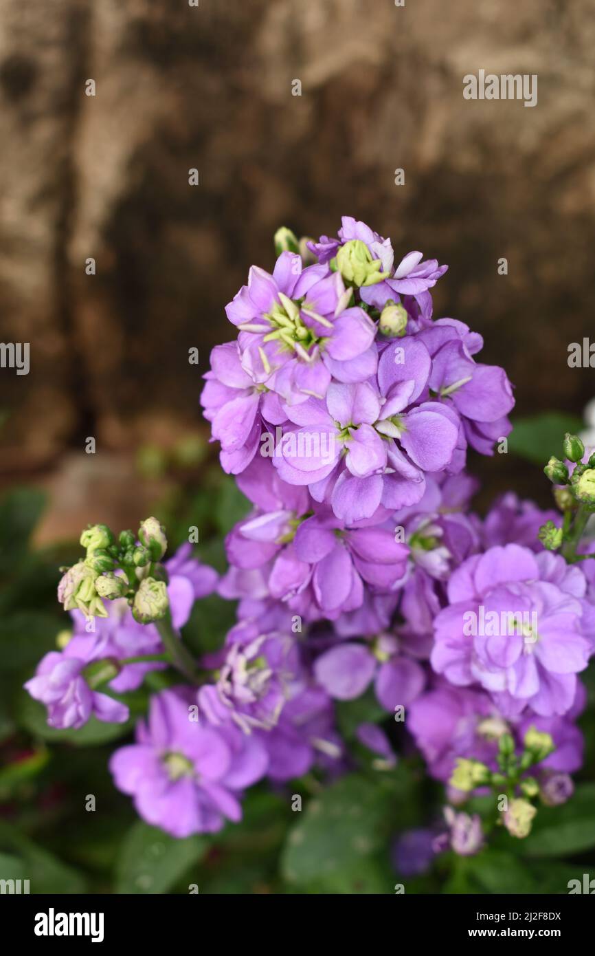 Beautiful purple wallpapers hi-res stock photography and images - Alamy