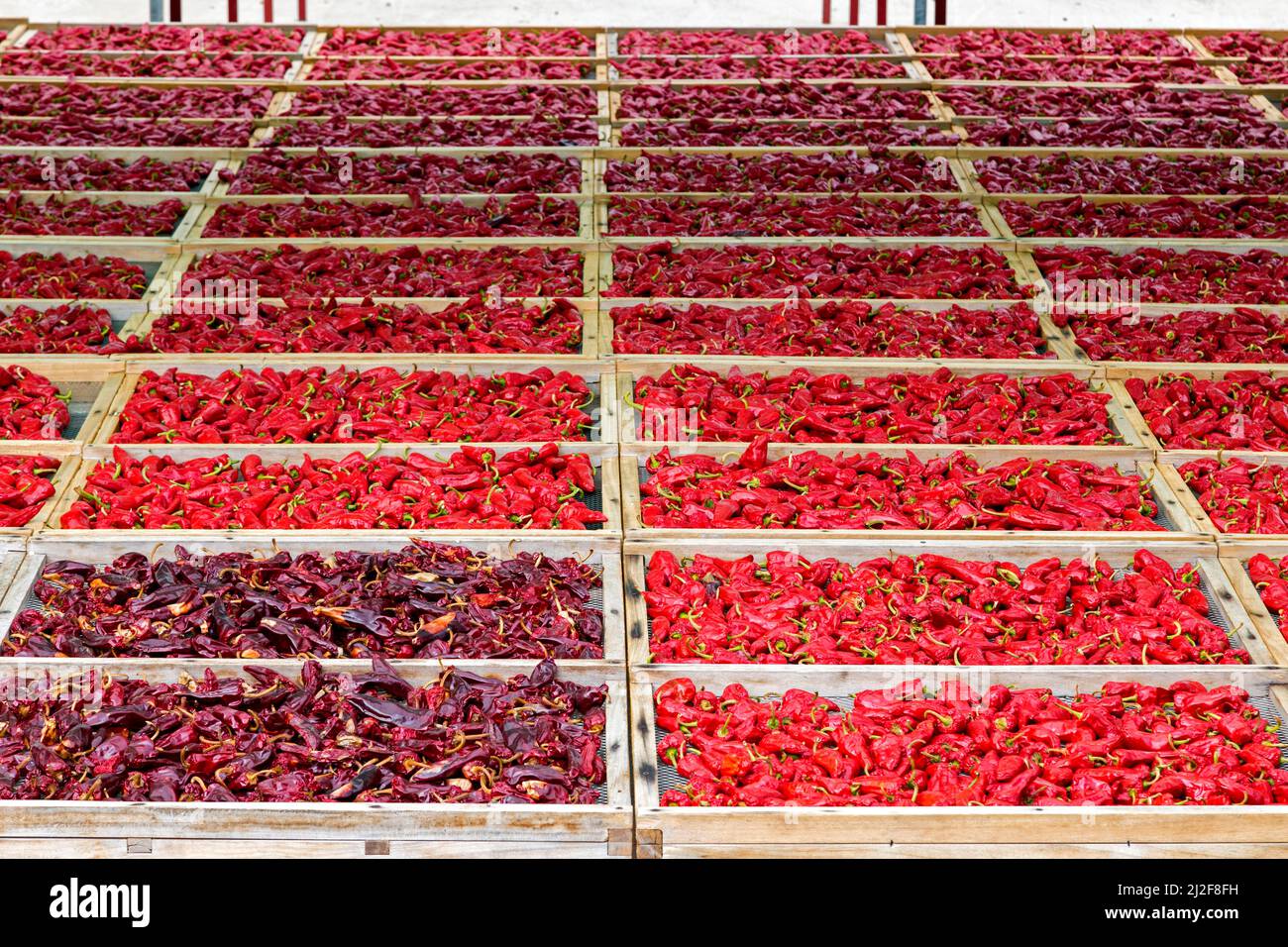 Drying Espelette peppers after harvest. PDO designation. Espelette ...
