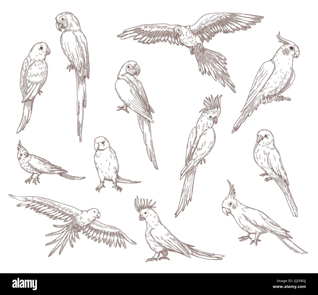Hand drawn sketches of parrots. Vector set of exotic birds: cockatoo ...