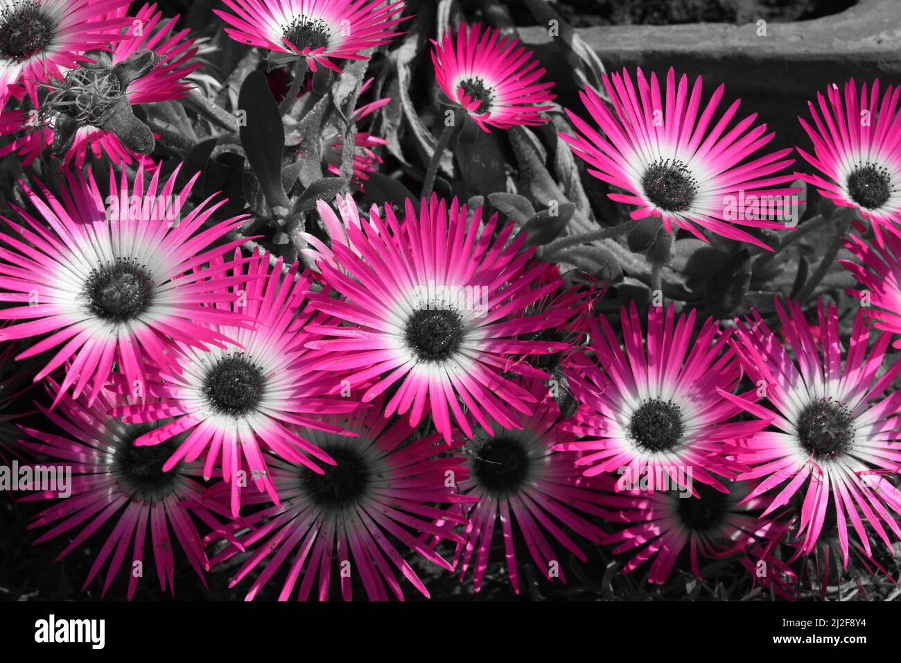 Hot pink ice plant hi-res stock photography and images - Alamy